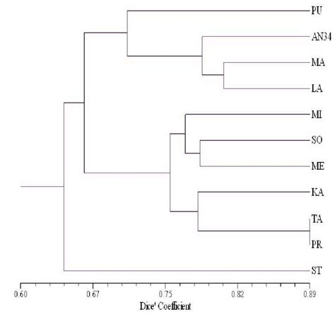 Upgma Dendrogram Showing The Genetic Relationships Among Eleven Winter