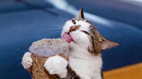 What Is Catnip And Is Catnip Good For Cats Temptations™ Philippines