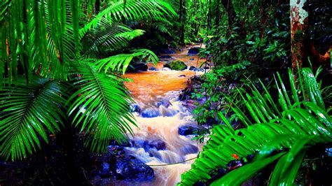 Tropical Rainforest Wallpaper 58 Pictures Wallpaperset
