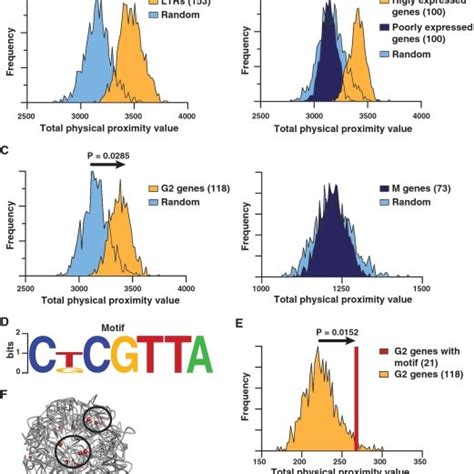 Modeled 3d Structure Of The Fission Yeast Genome A The 3d Genome
