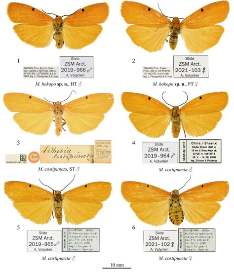 Manulea Spp Adults Depository Of The Specimens 1 2 And 4 6 In