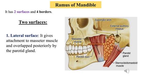 Anatomy Of The Mandible Tmj And Musclesppsx