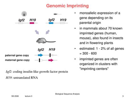 Ppt V3 Regulation Of Imprinted Genes Powerpoint Presentation Free Download Id1449441