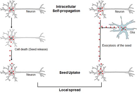 Protein Aggregates Neuron At Jacob Shadforth Blog