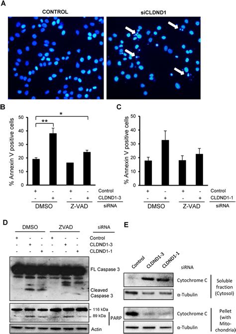 Involvement Of Caspase 3 And Parp Cleavage Together With Cytochrome C Download Scientific