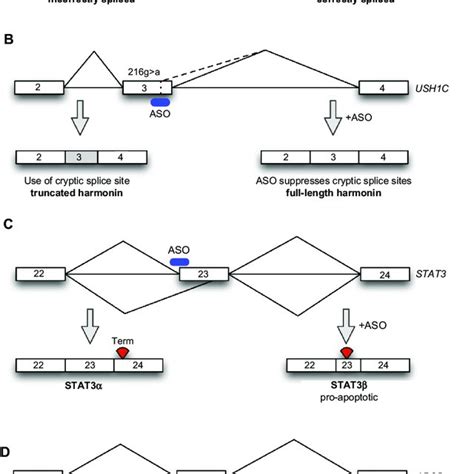 Schematic Depiction Of Antisense Mediated Splicing Modulation Download Scientific Diagram