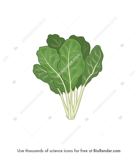 Free Swiss Chard Beta Vulgaris Icons Symbols And Images Biorender