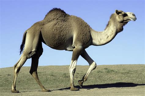 Single Hump Camel Walking Across Arid Landscape Under Clear Blue Sky