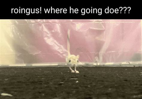 Roingus Where He Going Doe Ifunny