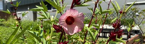 Kch Quality Statement