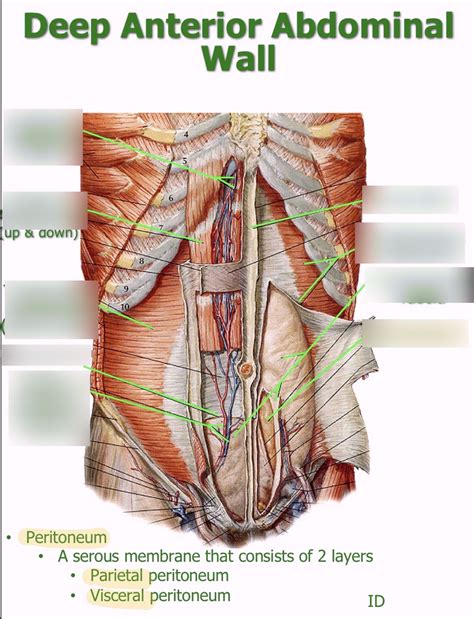 Deep Anterior Abdominal Wall Diagram Quizlet