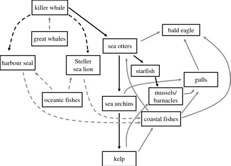 Kelp Forest Food Web