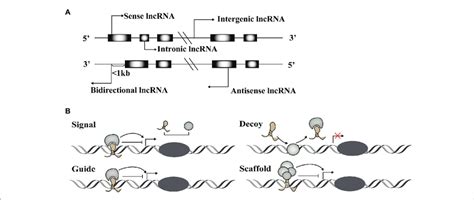 Classification And Function Modes Of Long Noncoding Rnas Lncrnas
