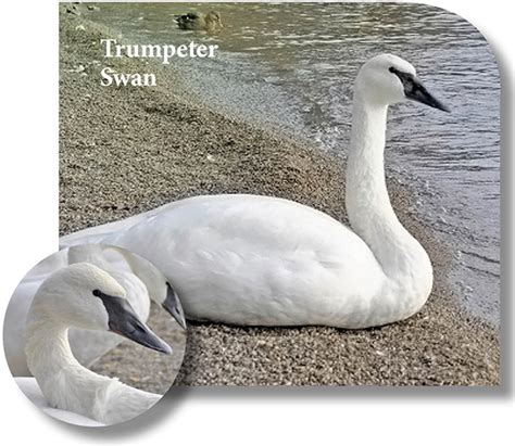 Invasive Species Mute Swan Canadaca