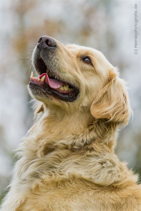 Ben Tierheim Cappel Marburg