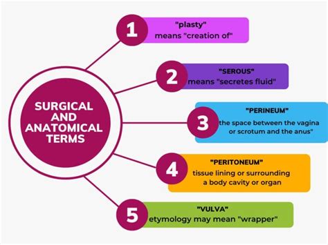 Adding To Your Bottom Line Phallus Preserving Vulvovaginoplasty