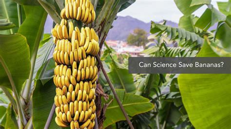 Heat Treatment Improves Properties Of Banana Starch Iestory