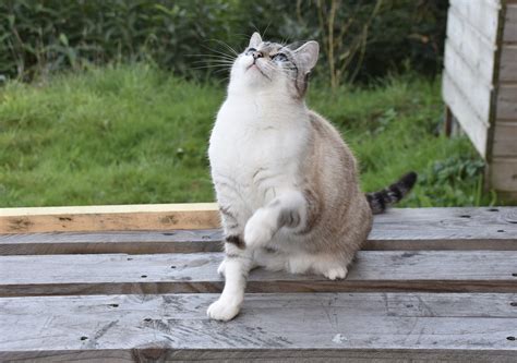 Cat Pussy Cloud Feline Alley - Free photo on Pixabay