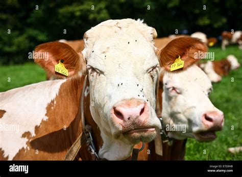 Simmental Breed Simmental Cattle On The Willow Berglen Germany Sept