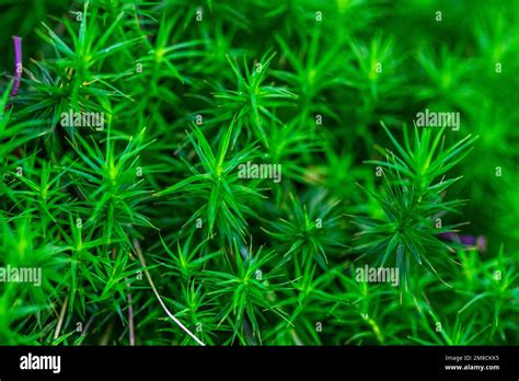 Up Close Polytrichum Formosum Plant Growth On Rock Graphic Resource