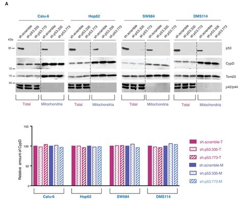 Figures And Data In Tp53 Exon 6 Truncating Mutations Produce Separation Of Function Isoforms