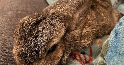 Sleepy Bun Still Plotting World Domination Album On Imgur