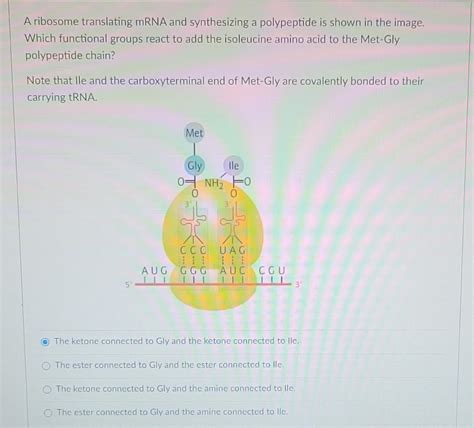 Solved A Ribosome Translating Mrna And Synthesizing A