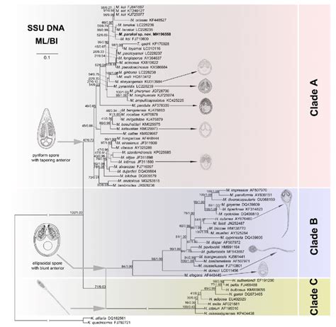 ml and bi phylogenetic tree based on ssu rdna sequences of