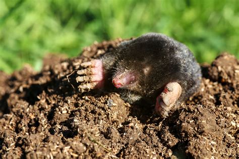 Mole Removal Mole Control LLC Serving NE Indiana NW Ohio