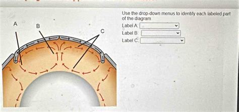 solved use the drop down menus to identify each labeled part diagram