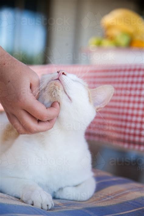 Image Of Hand Scratching A Pussy Cat Austockphoto