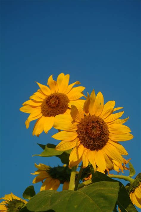 해바라기 그림에 있는 랄라유니 H님의 핀 자연 사진 해바라기 밭 풍경 삽화