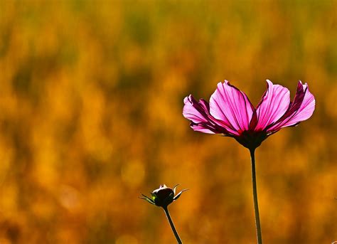 Breast Budding Photos Download The Best Free Breast Budding Stock