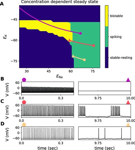 Consequences Of Simultaneous [na ] I And [k ] O Slow Dynamics On Download Scientific