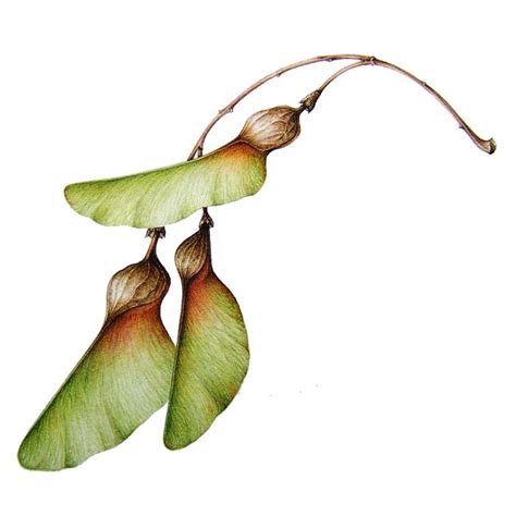 Tipuana Tipu Tree Samaras Botanical Drawings Botanical Watercolor Botanical Painting
