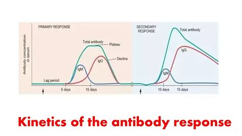 Antibody Binding Kinetics At Leticia Martinez Blog