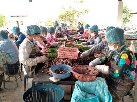 សិប្បកម្មកែច្នៃគ្រាប់ស្វាយចន្ទីជ័យសំបូរ ខេត្តកំពង់ធំ គ្រោងពង្រីកចង្វាក់ផលិតកម្មបន្ថែម