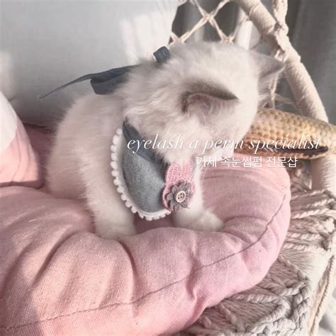 거제속눈썹펌 고현속눈썹펌 거제브로우리프트펌 유로뷰티 🐰🫧 𝑒𝑢𝑟𝑜 𝑏𝑒𝑎𝑢𝑡𝑦 1 1 맞춤 시술 100 예약제 모든