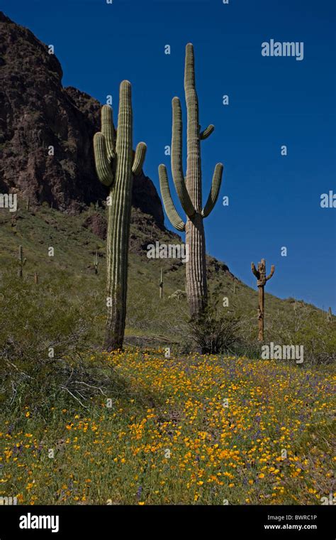 Saguaro Cactus Carnegiea Gigantea Sonoran Desert Arizona Usa