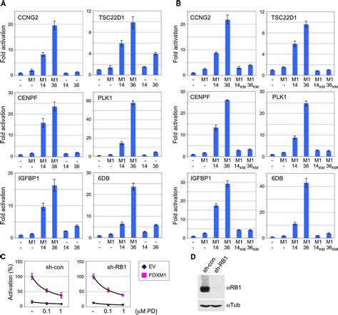 A Systematic Screen For Cdk4 6 Substrates Links Foxm1 Phosphorylation To Senescence Suppression