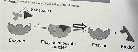 solved 4 explain what takes place in each step of the diagram