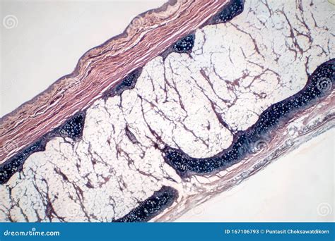 Human Hyaline Cartilage Bone Under Microscope View For Education Stock