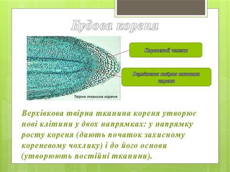 Корінь Будова і функції кореня Презентація Біологія