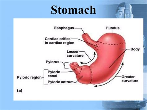 Git System Anatomy And Physiology Pptx