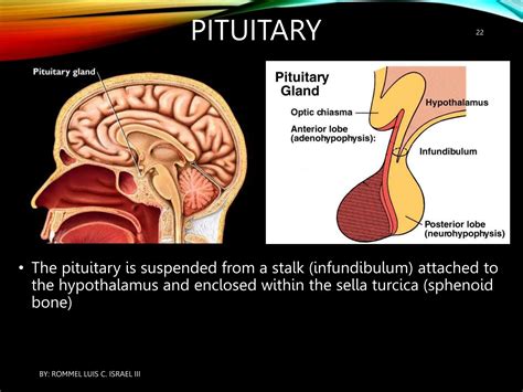 Endocrine System Anatomy And Physiology Ppt