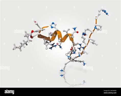 Activated Ghrelin Hormone Molecule Computer Model Showing The Crystal Structure Of The Human