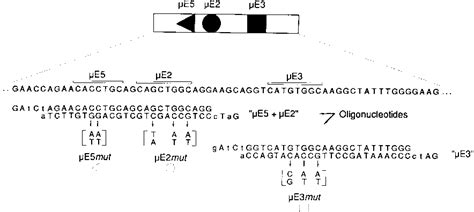 Figure 1 From Modulation Of The Igh Enhancers Cell Type Specificity