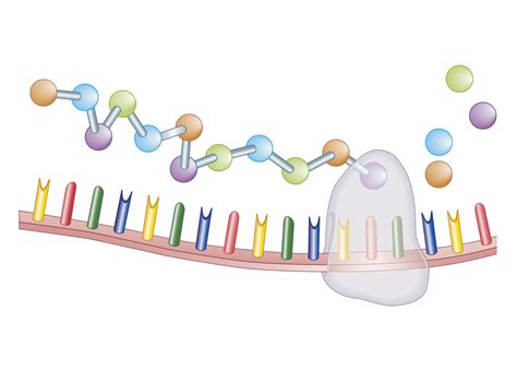👍 The Types Of Rna Different Types Of Rna In Humans And Their