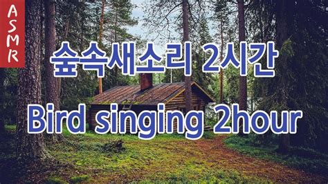 새소리 효과음 숲속소리 효과음 숲속 새소리로 마음 힐링하기 Youtube