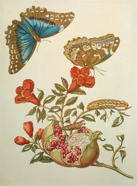 The Amazing Work Of Artist And Entomologist Maria Sibylla Merian